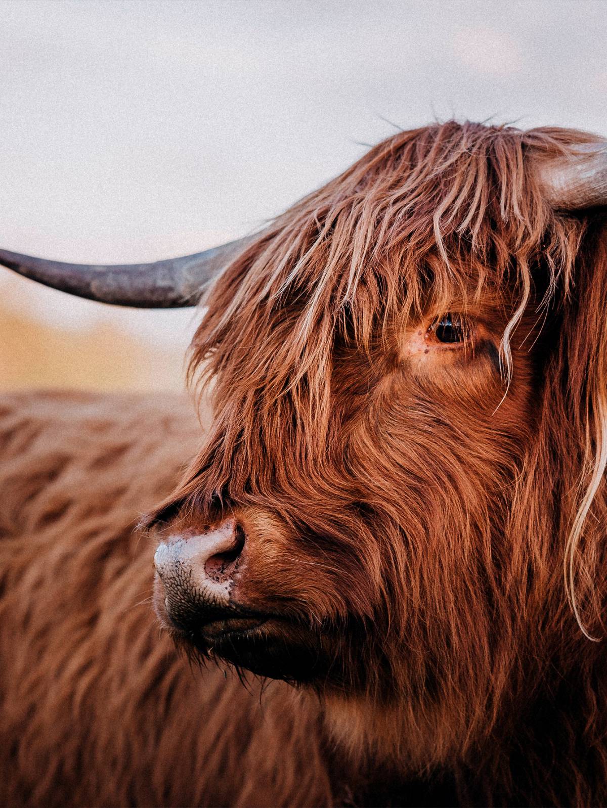 Bridge of Weir Leather